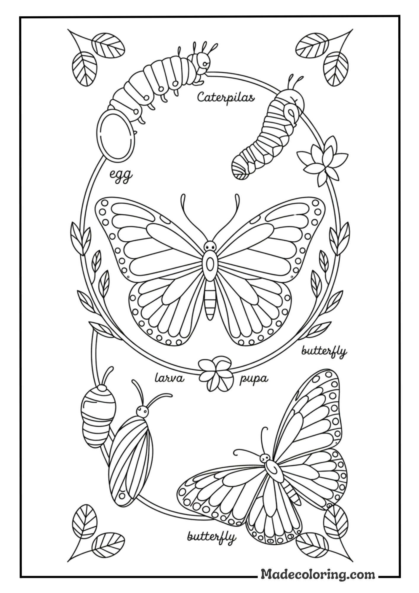 Butterfly Cycle Coloring Pages Science Cycles Butterflies Caterpillar ...